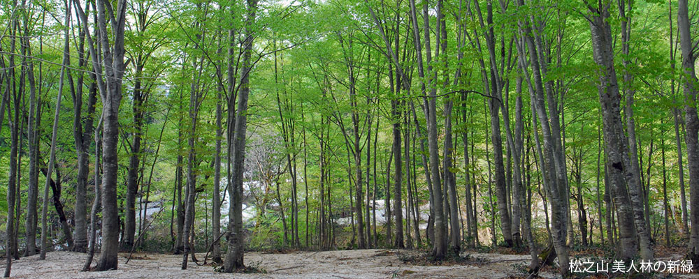 ブナ〔掬〕～森の女王